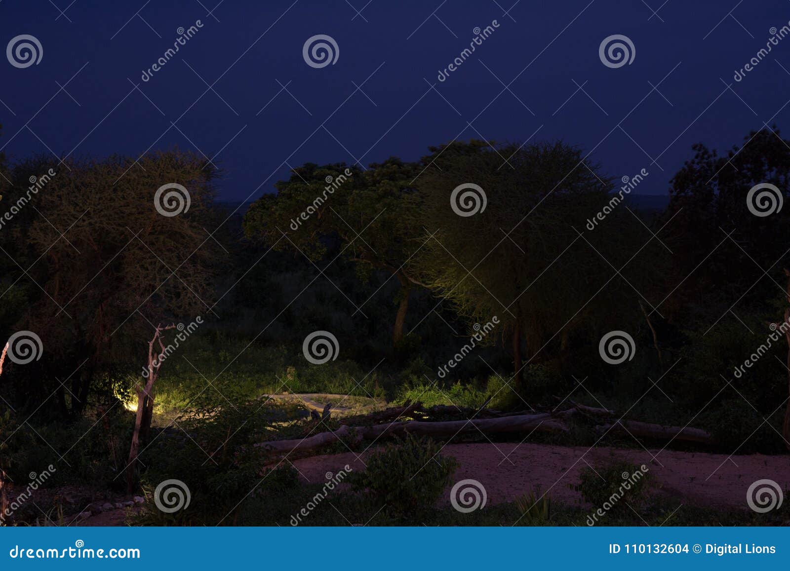 African Night stock photo. Image of africa, light, atmosphere - 110132604