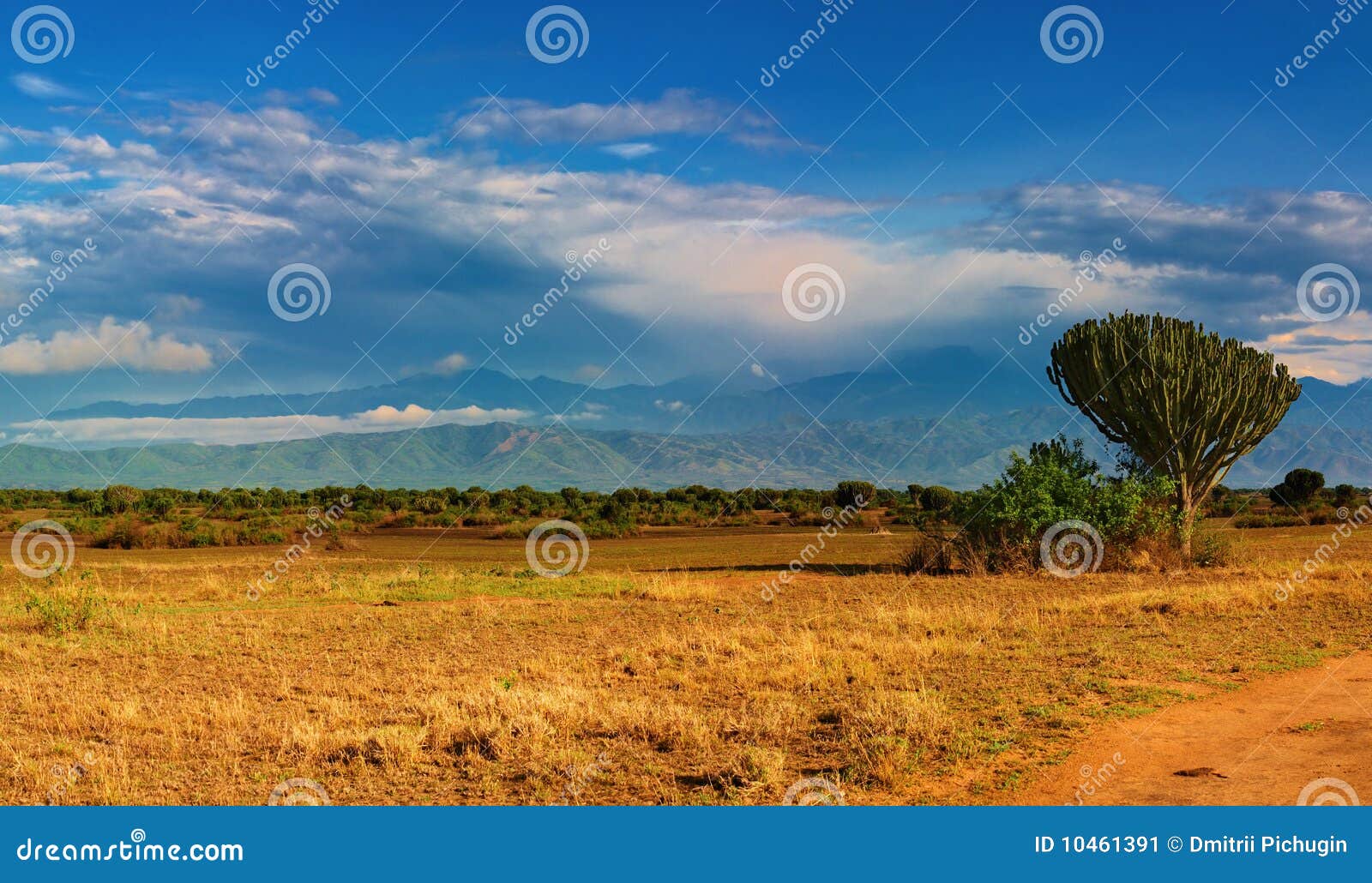 African savanna stock image. Image of landscape, bush - 10461391