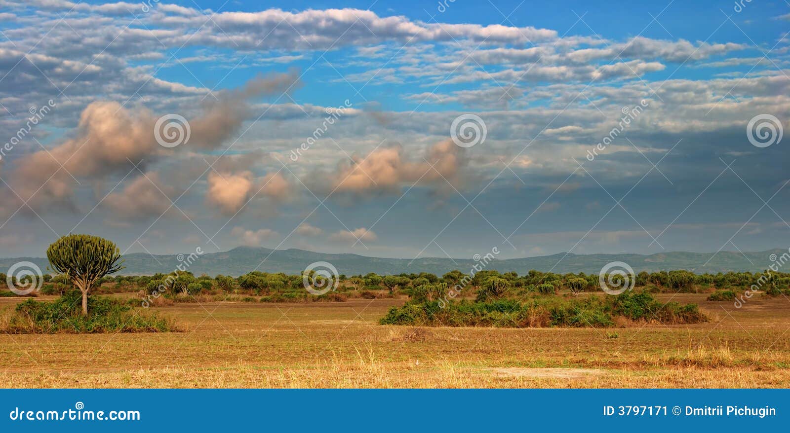 African savanna stock image. Image of nature, uganda, bush - 3797171
