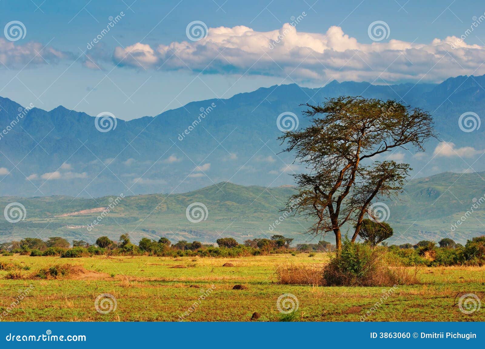 African savanna stock photo. Image of nature, africa, reserve - 3863060