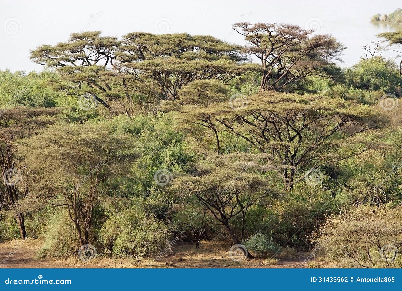 African savanna stock photo. Image of african, savanna - 31433562
