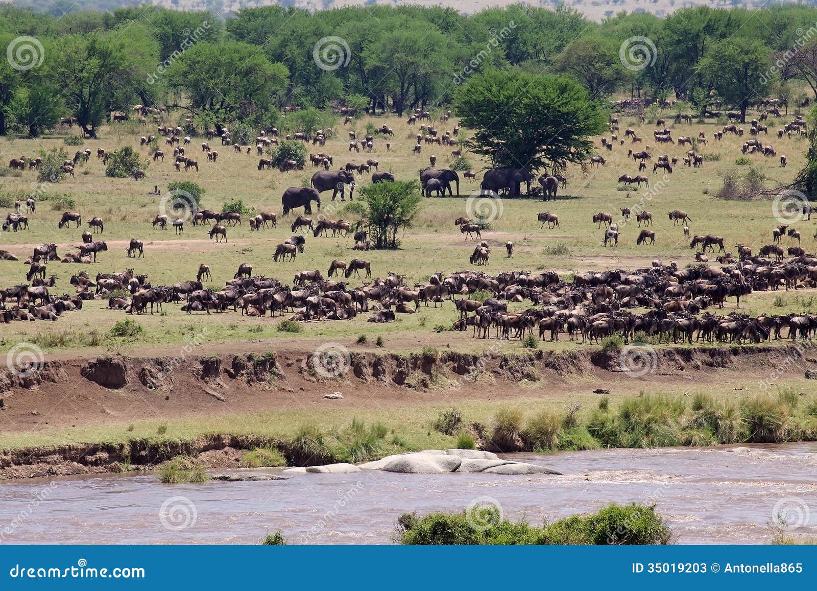 Activities In African Savanna