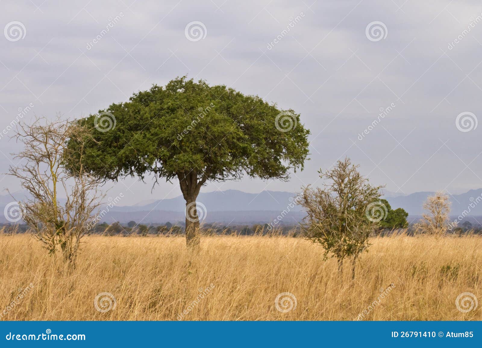 African Savannah Stock Photo - Image: 26791410