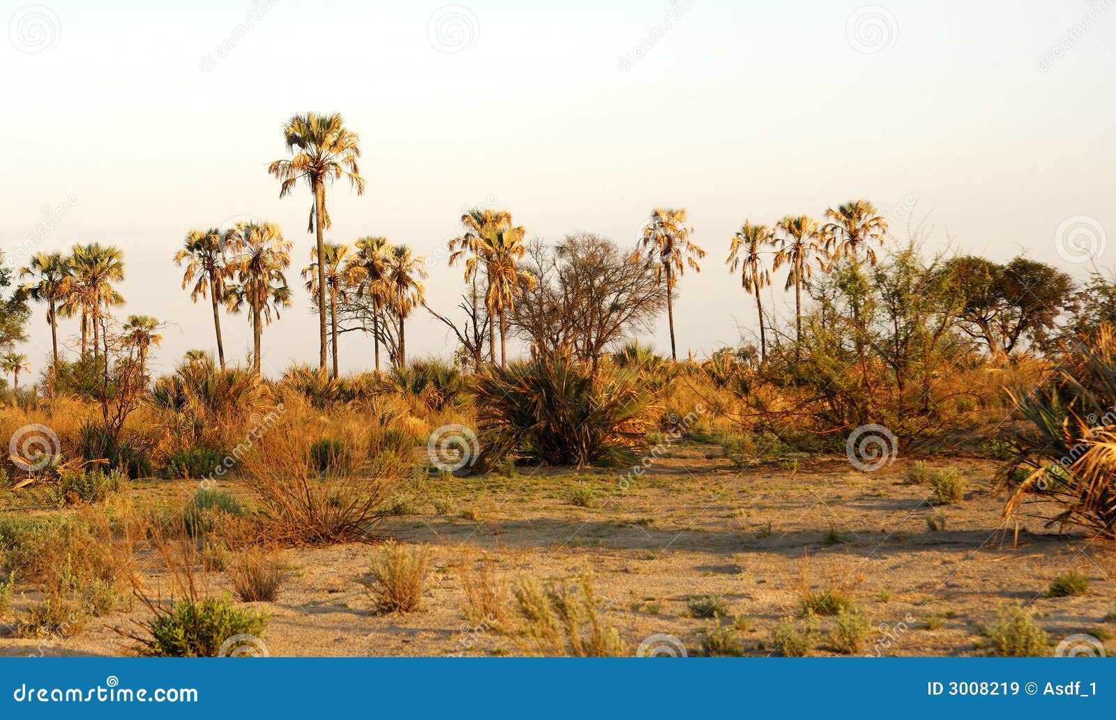 African savannah stock image. Image of vegetation, flora - 3008219