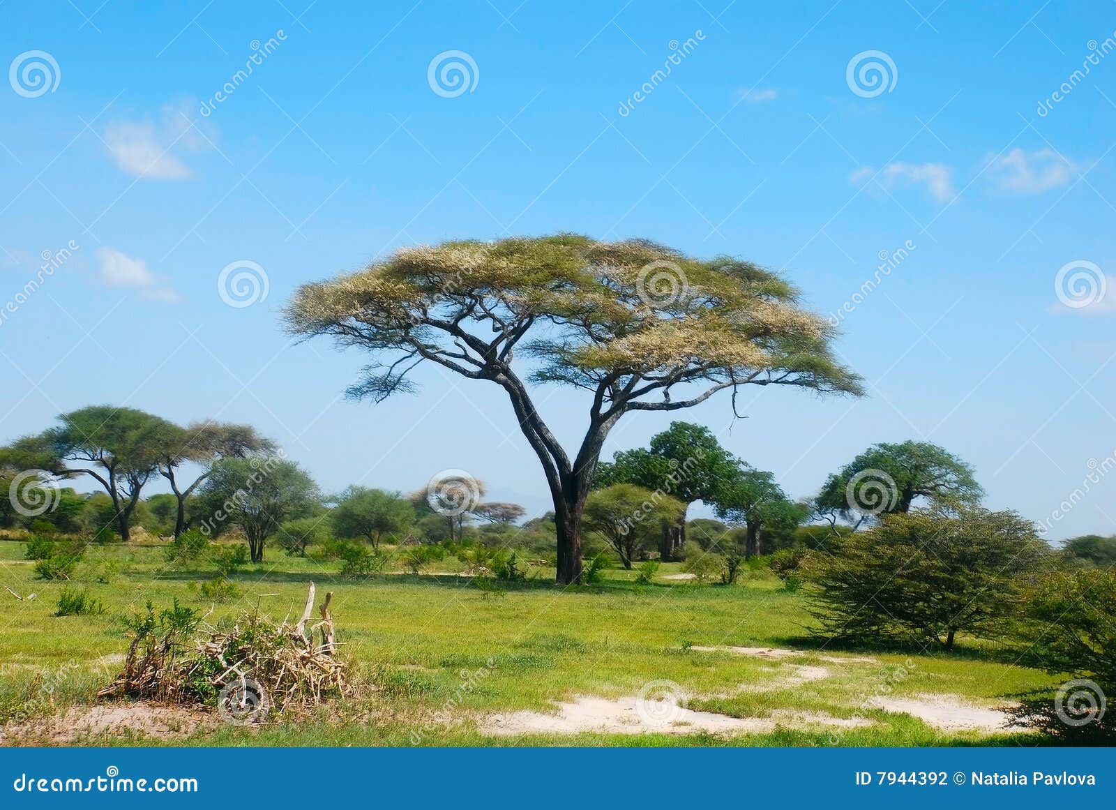 The african savannah stock photo. Image of scene, travel - 7944392