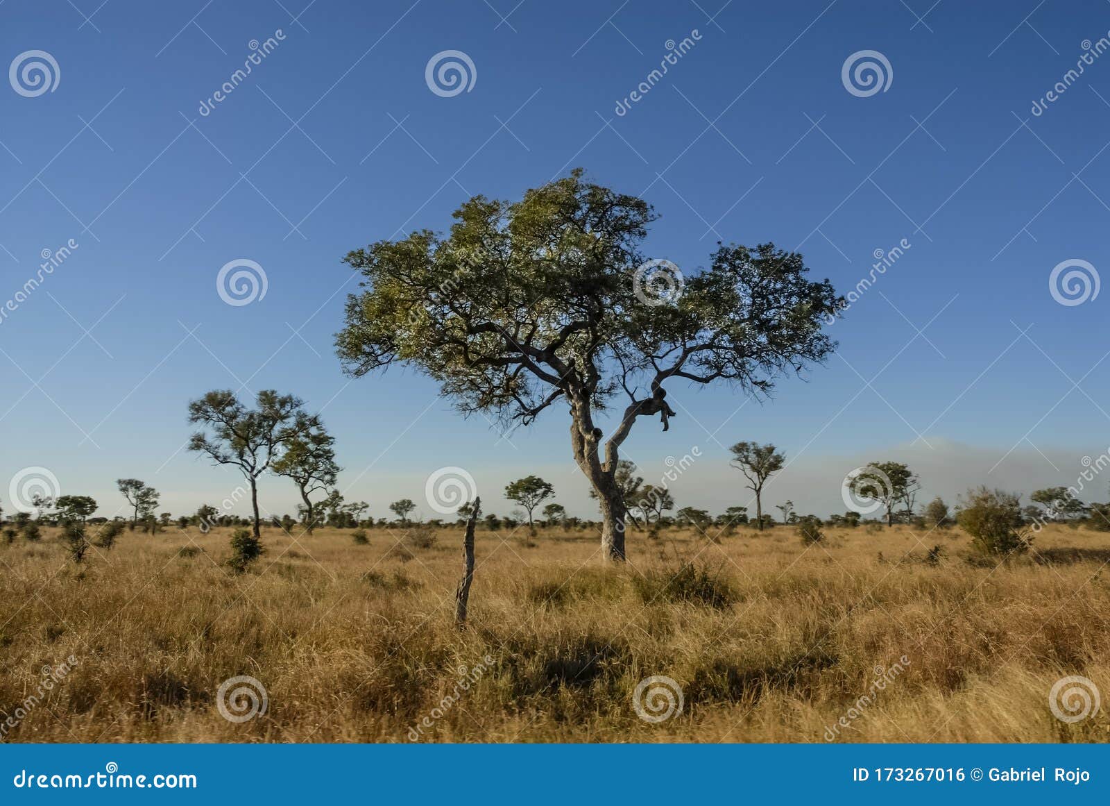African savannah landscape stock photo. Image of landscape - 173267016