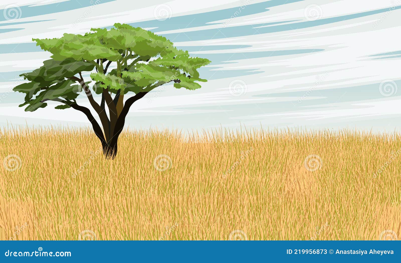African Savannah. Lonely African Acacia Tree in Tall Dry Grass Stock ... African Savannah. Lonely African Acacia Tree in Tall Dry Grass Stock ...
