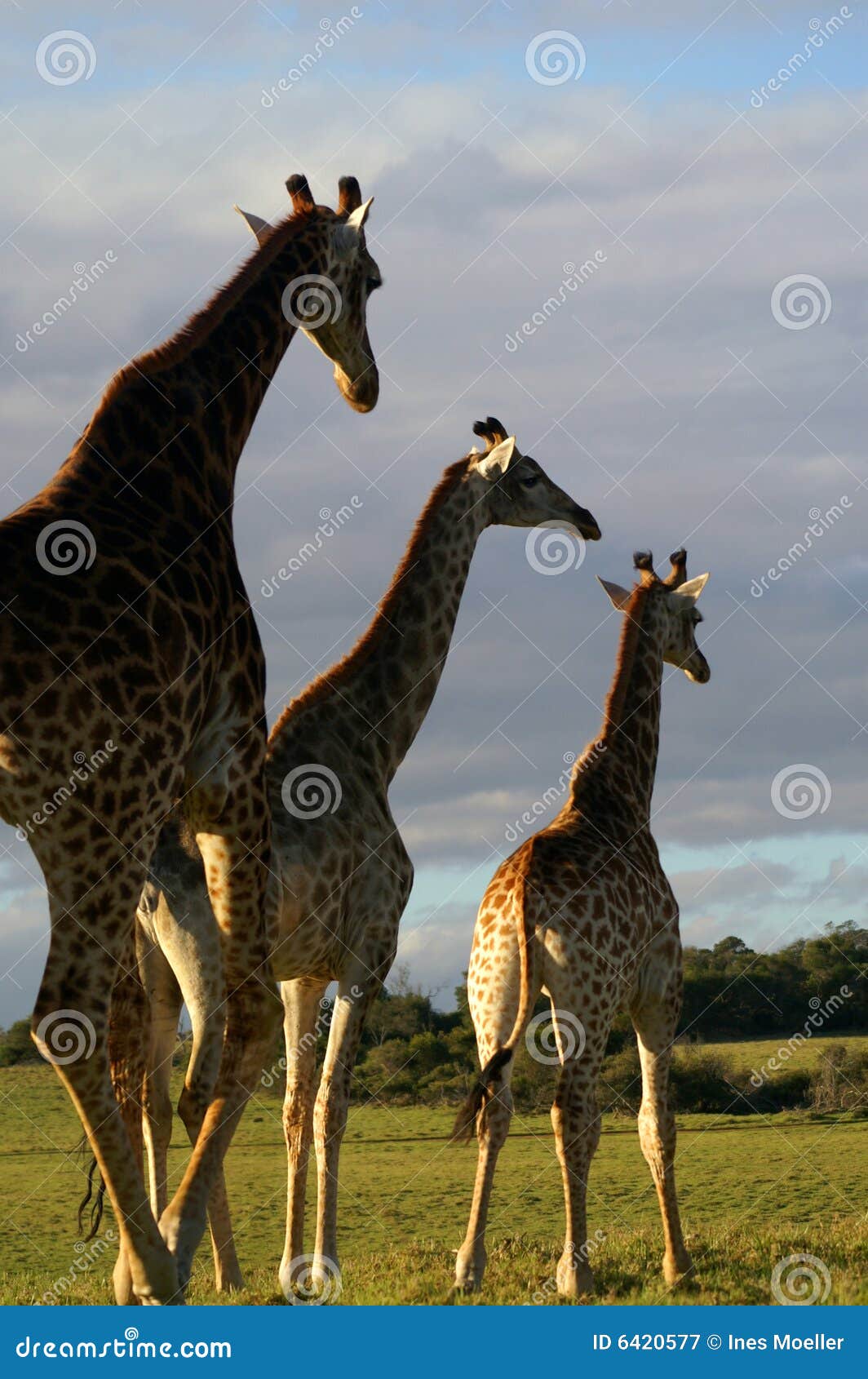 African scene stock image. Image of africa, three, animals - 6420577