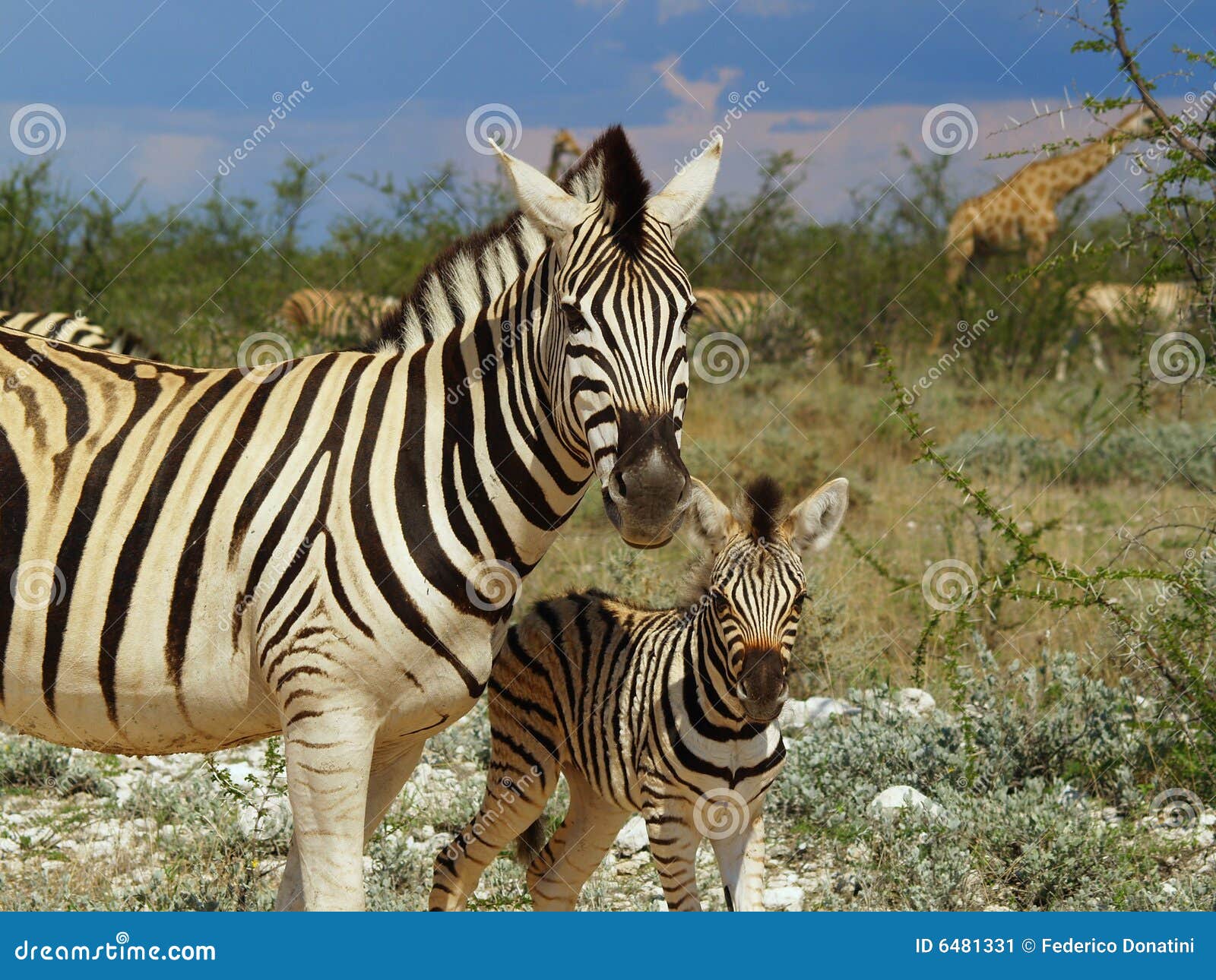 African scene stock image. Image of natural, africa, stripe - 6481331