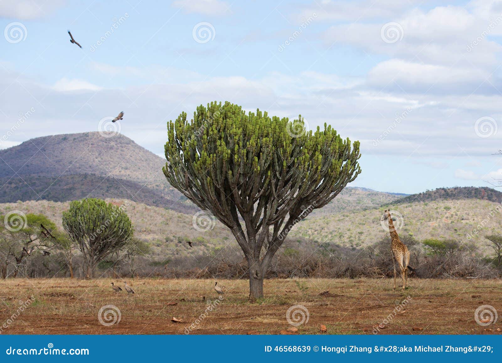 African scenery wildlife stock image. Image of hill, landscape - 46568639