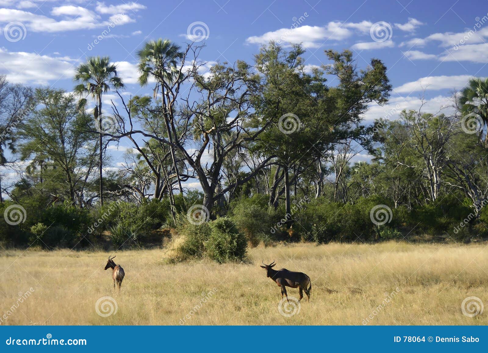 African scenic stock photo. Image of game, scenic, grass - 78064