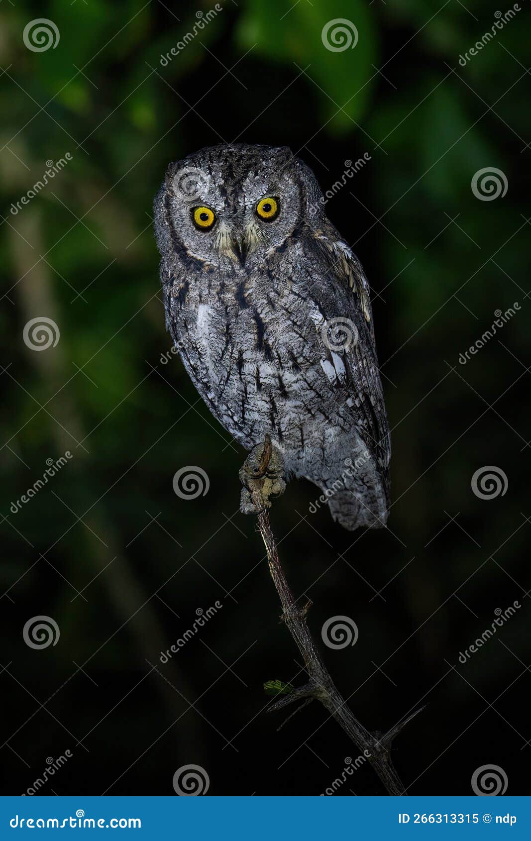 African Scops Owl on Branch Watching Camera Stock Image - Image of bird ...