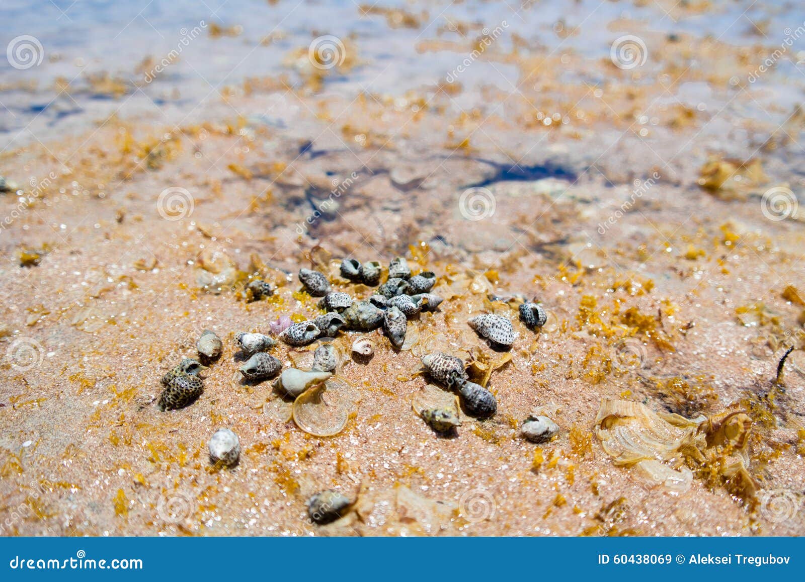 African seashells stock image. Image of makadi, redsea - 60438069