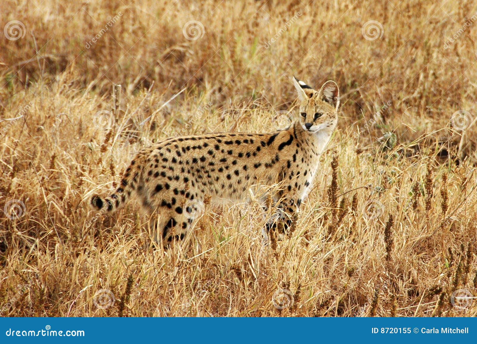 African Serval Cat stock image. Image of look, cats, serval - 8720155