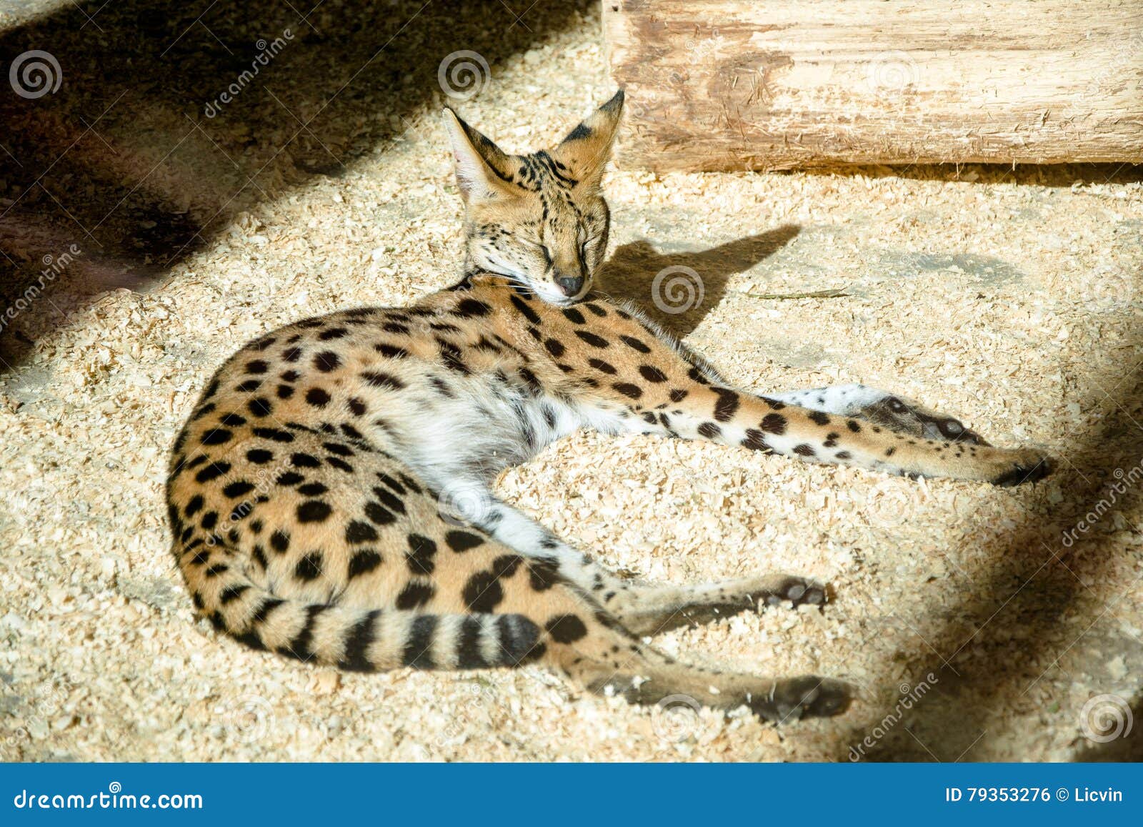 African Serval stock photo. Image of wildlife, park, travel - 79353276