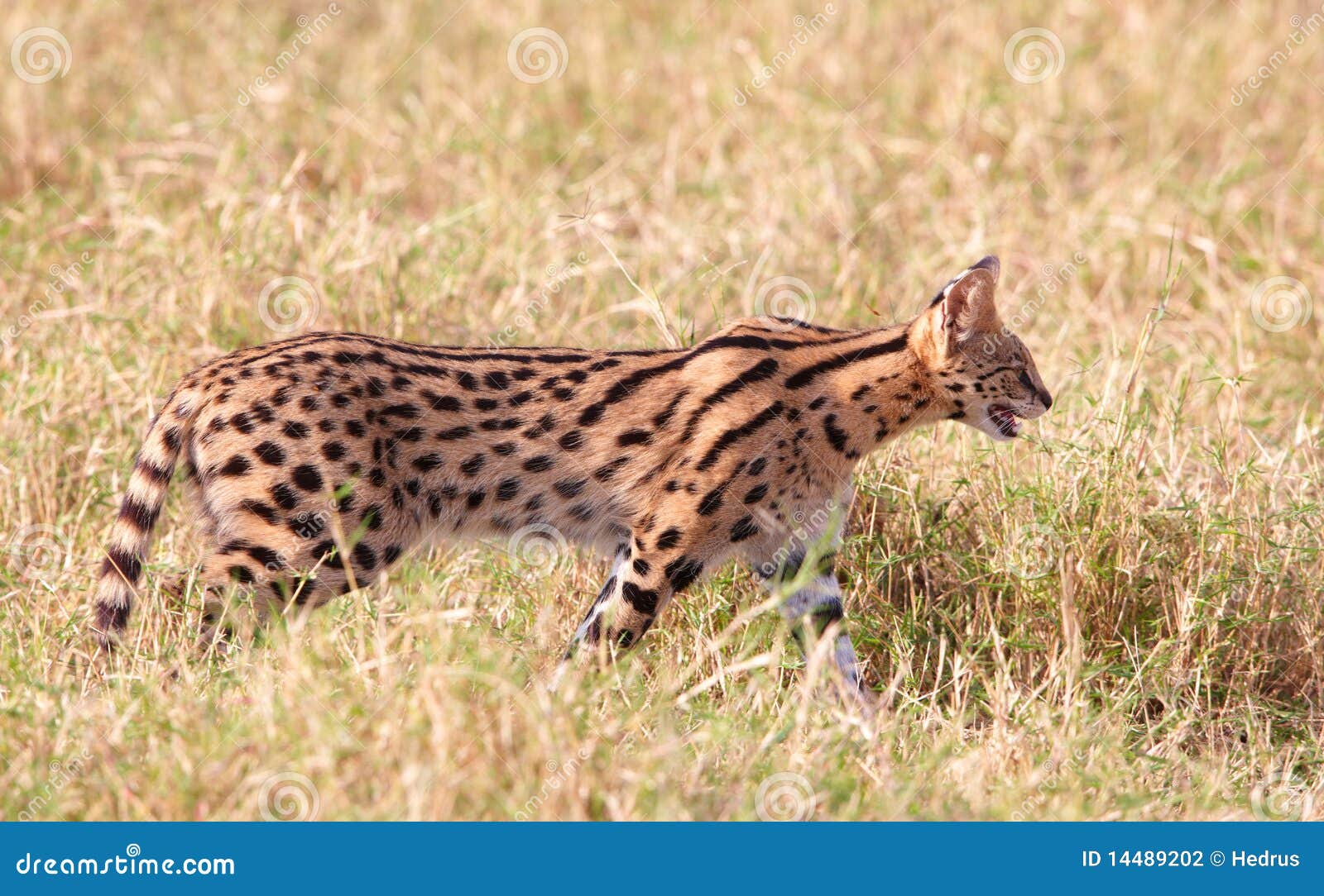 African Serval (Leptailurus Serval) Stock Photo - Image of coat ...