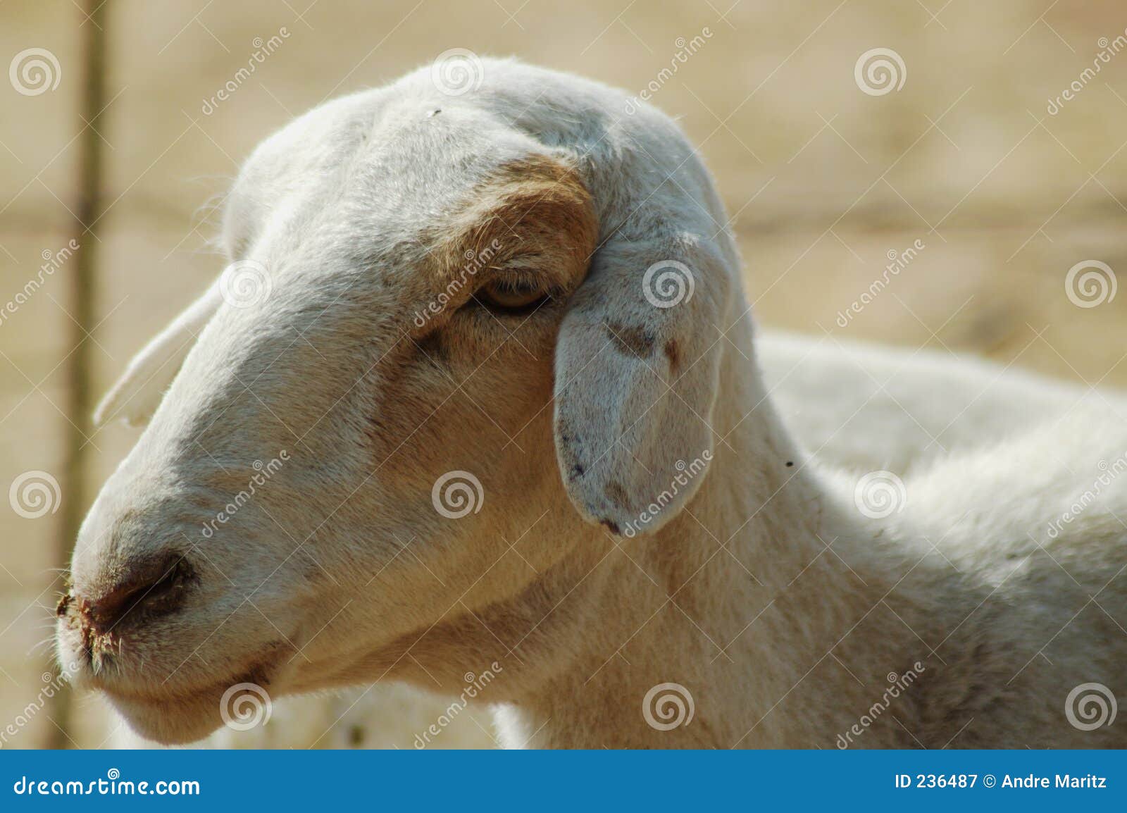 African sheep stock image. Image of meat, range, lamb, sheep - 236487