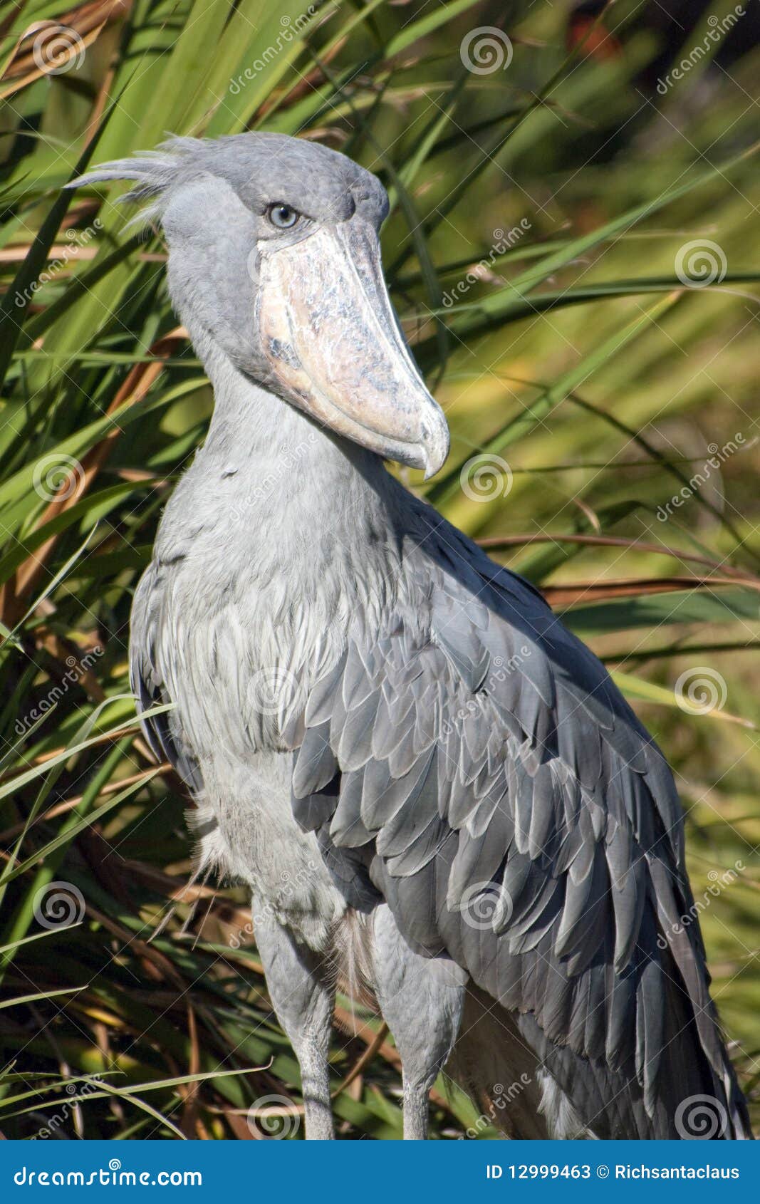African Shoebill stock image. Image of staring, lizard - 12999463