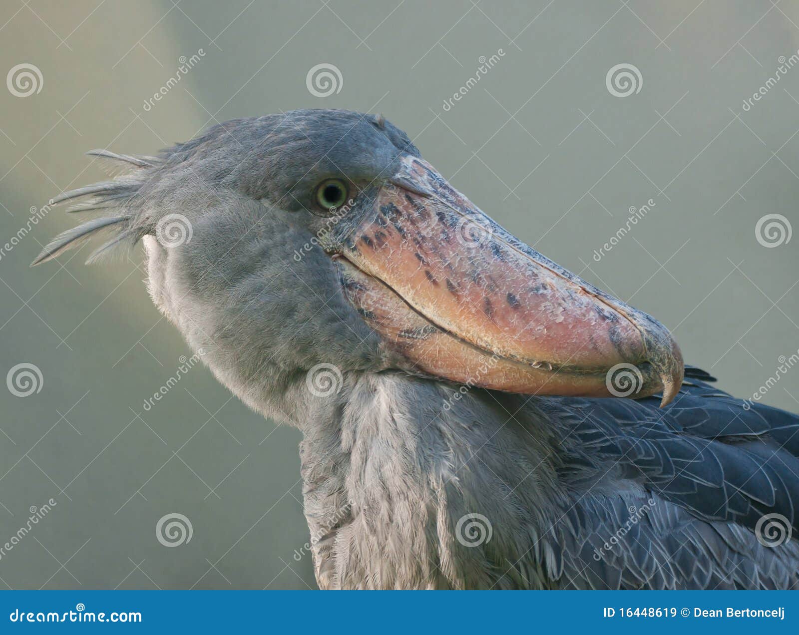 African shoebill bird stock image. Image of whalehead - 16448619