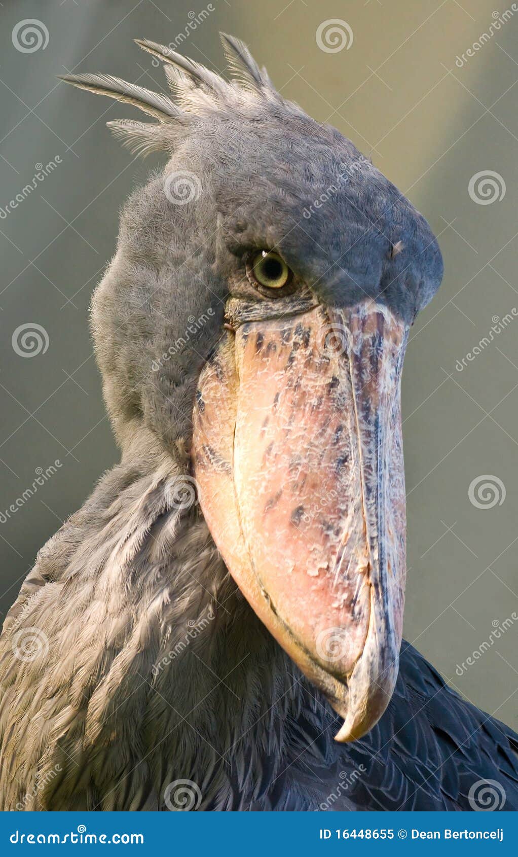 African shoebill bird stock image. Image of nature, grey - 16448655
