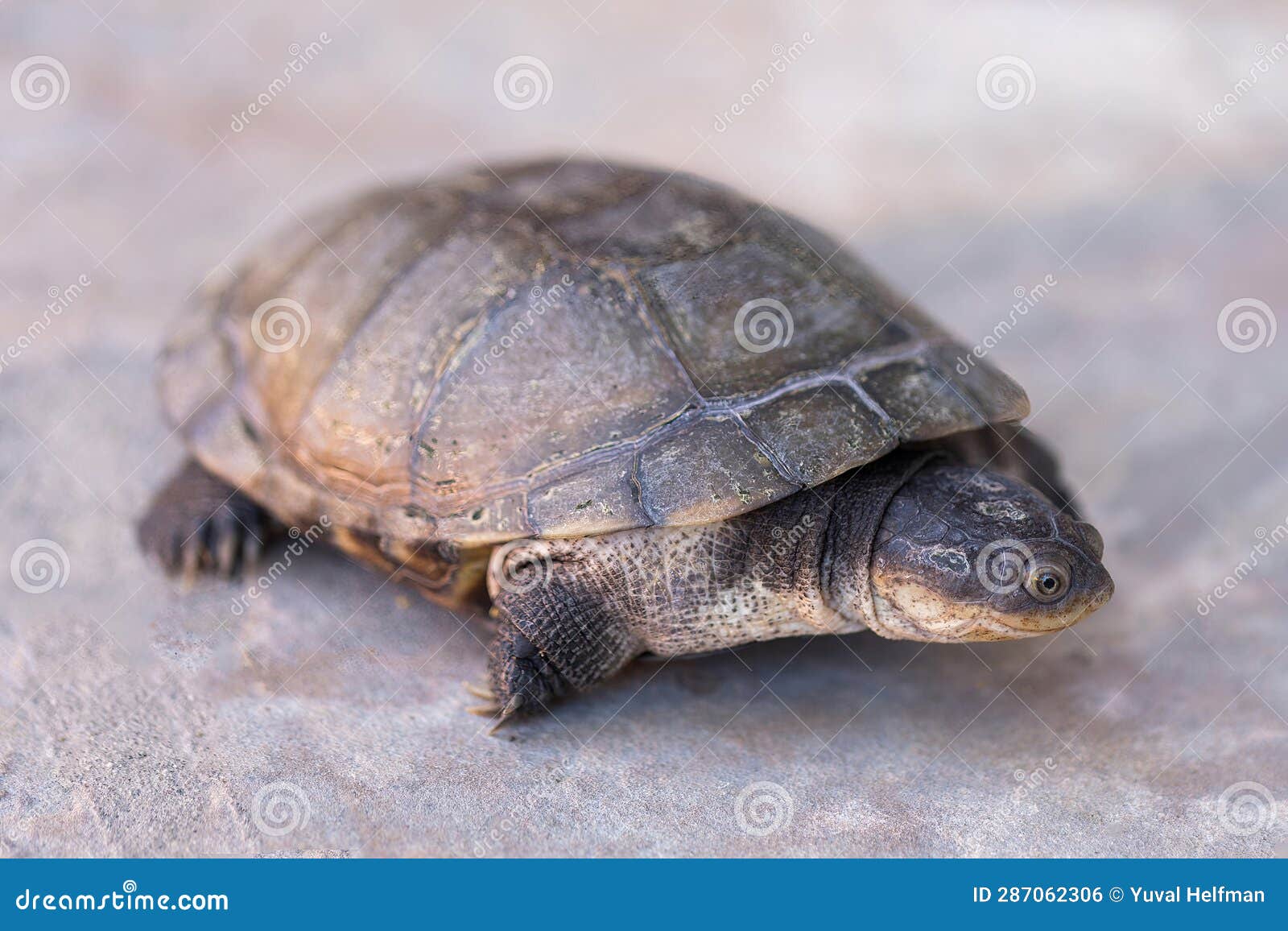 African Side-necked Turtle stock photo. Image of olive - 287062306