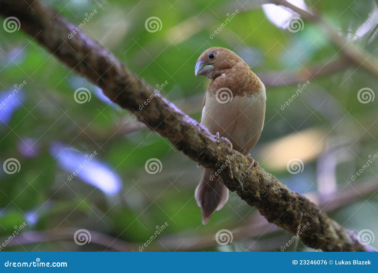 African silverbill stock photo. Image of grey, lonchura - 23246076