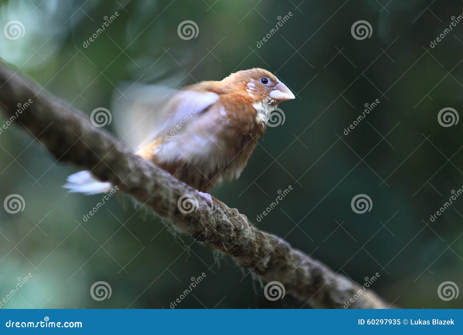 African silverbill stock image. Image of african, grey - 60297935