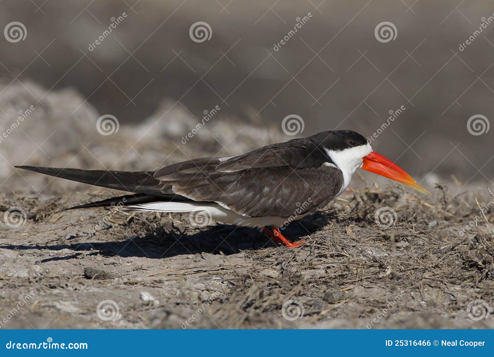 African Skimmer stock photo. Image of rynchops, mandible - 25316466