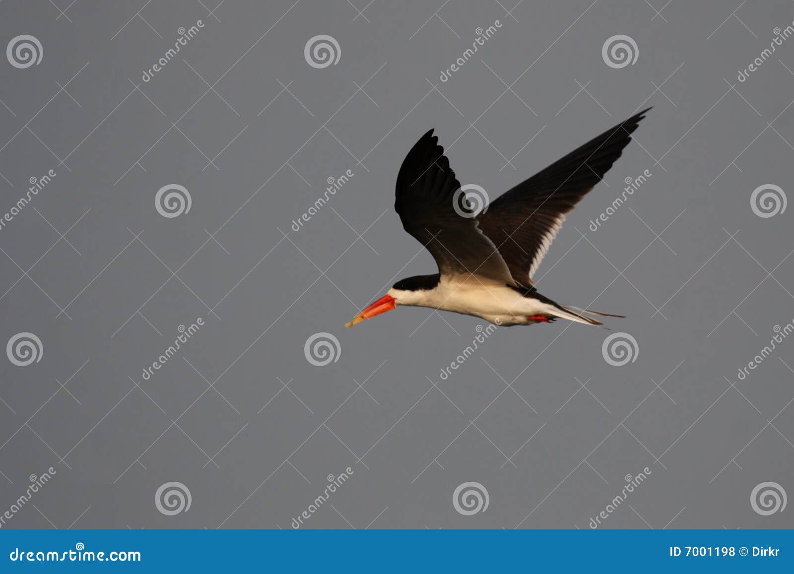 African Skimmer stock photo. Image of rynchops, plumage - 7001198