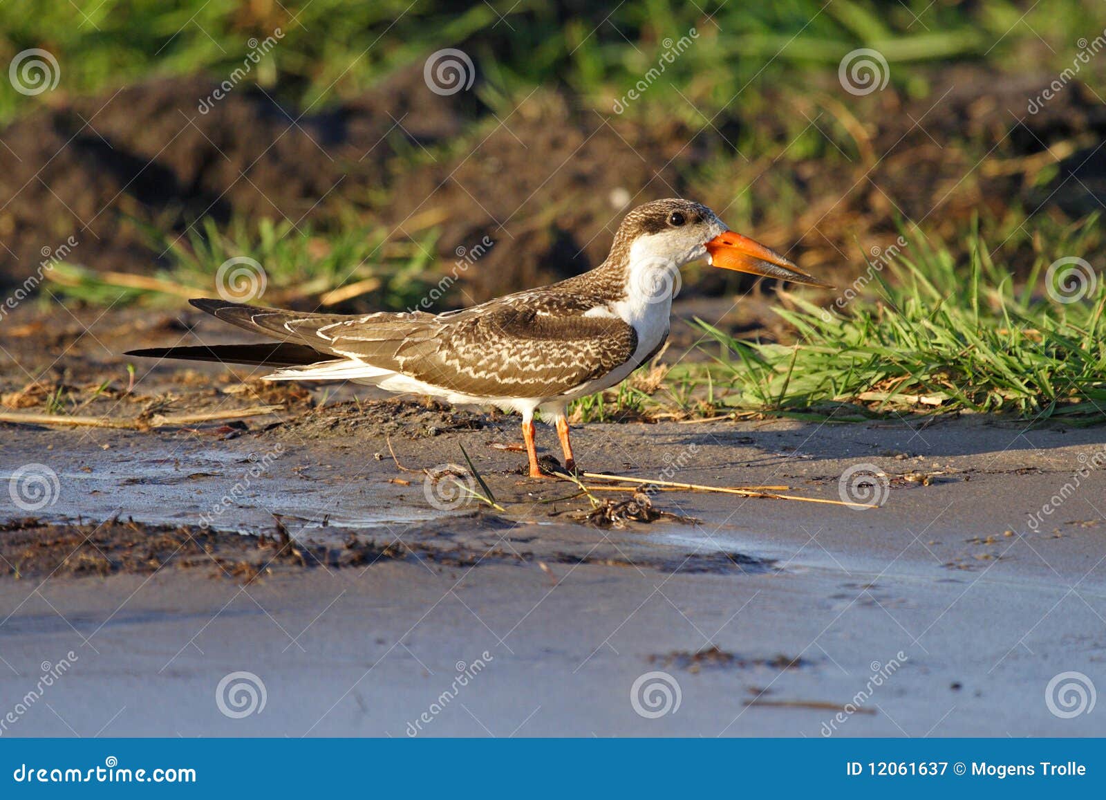 African Skimmer, Chobe River, Botswana Stock Image - Image of skimmer ...