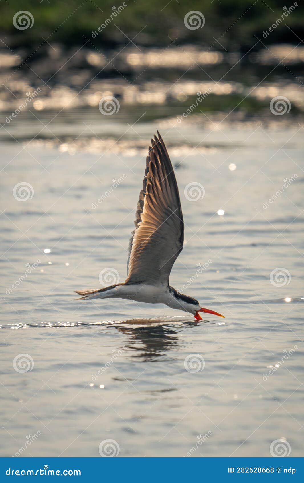 African Skimmer Flies with Beak Under Water Stock Photo - Image of park ...