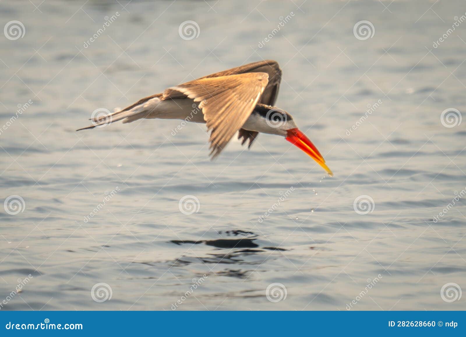 African Skimmer Flies Over River Dribbling Water Stock Photo - Image of ...
