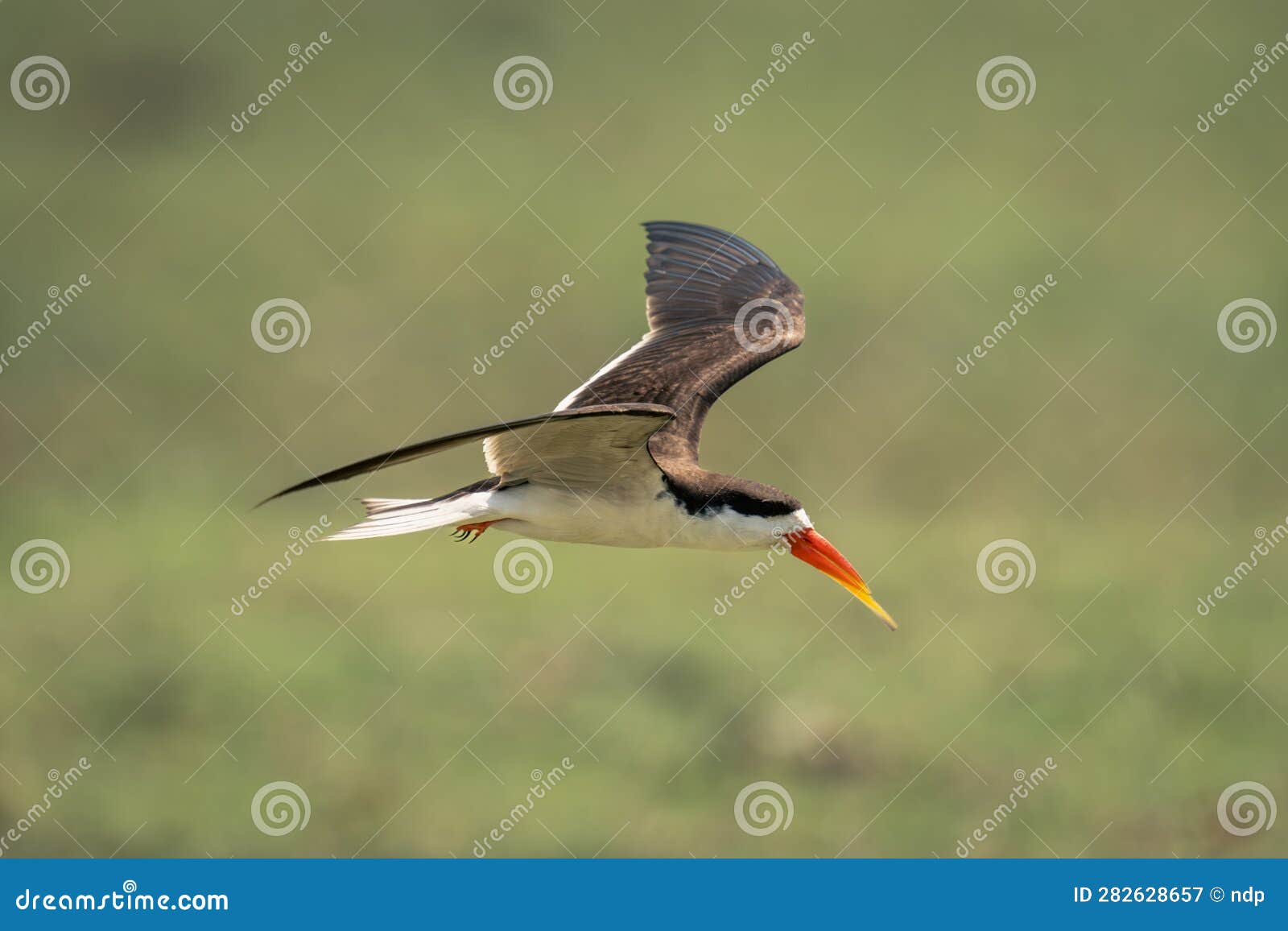 African Skimmer Flies in Sunshine Over Grass Stock Image - Image of ...