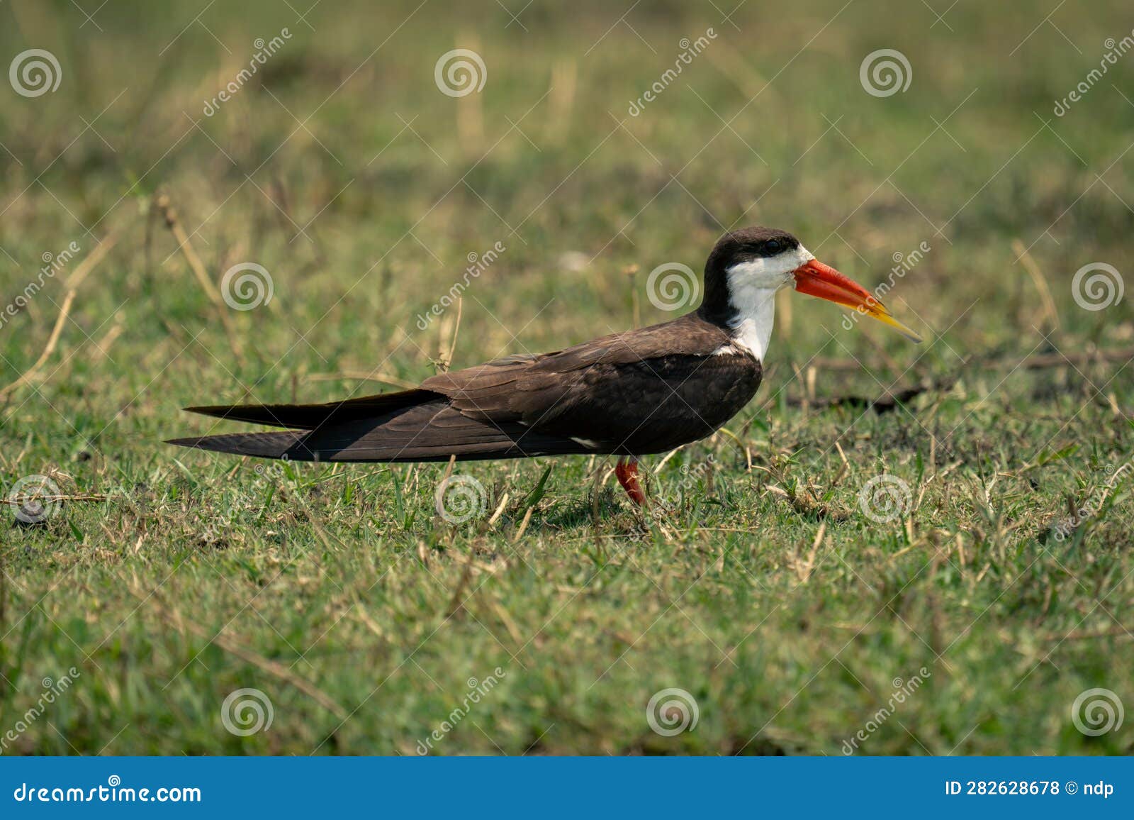 African Skimmer in Profile on Grassy Plain Stock Photo - Image of bird ...
