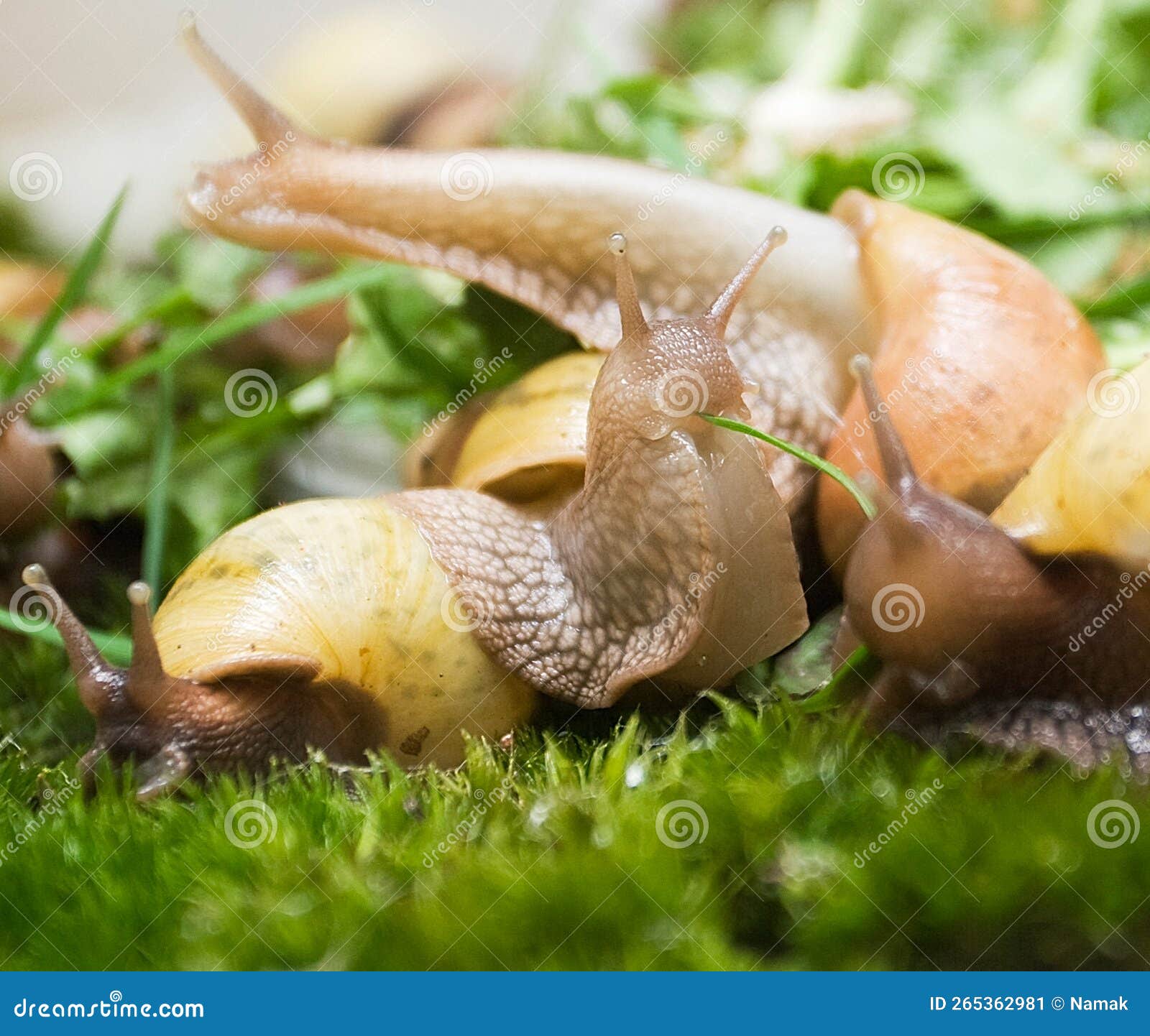 African Snail Eats Grass Stalk Stock Image - Image of wild, family ...