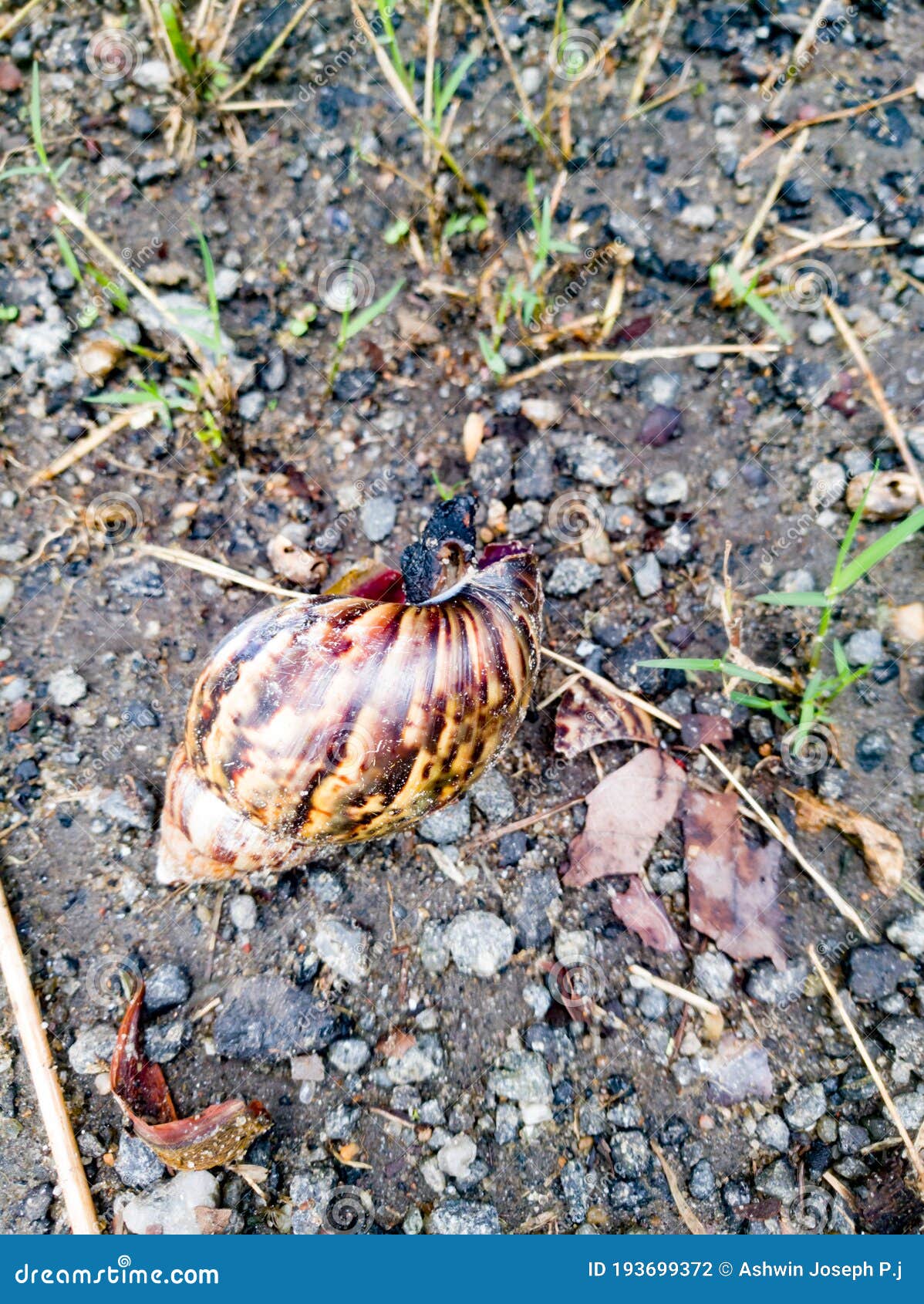 African Snail and Its Empty Shell Laying on the Ground. Stock Photo ...