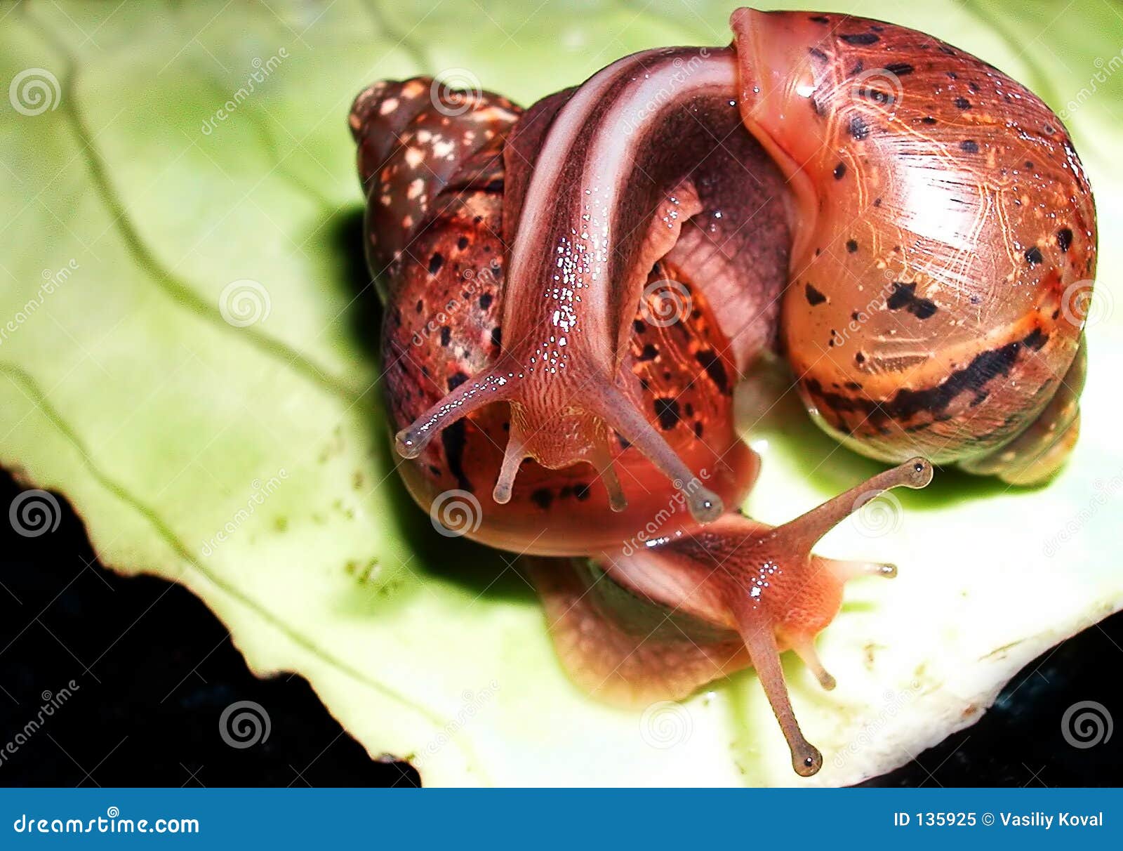 African snails stock image. Image of ride, team, benefit - 135925