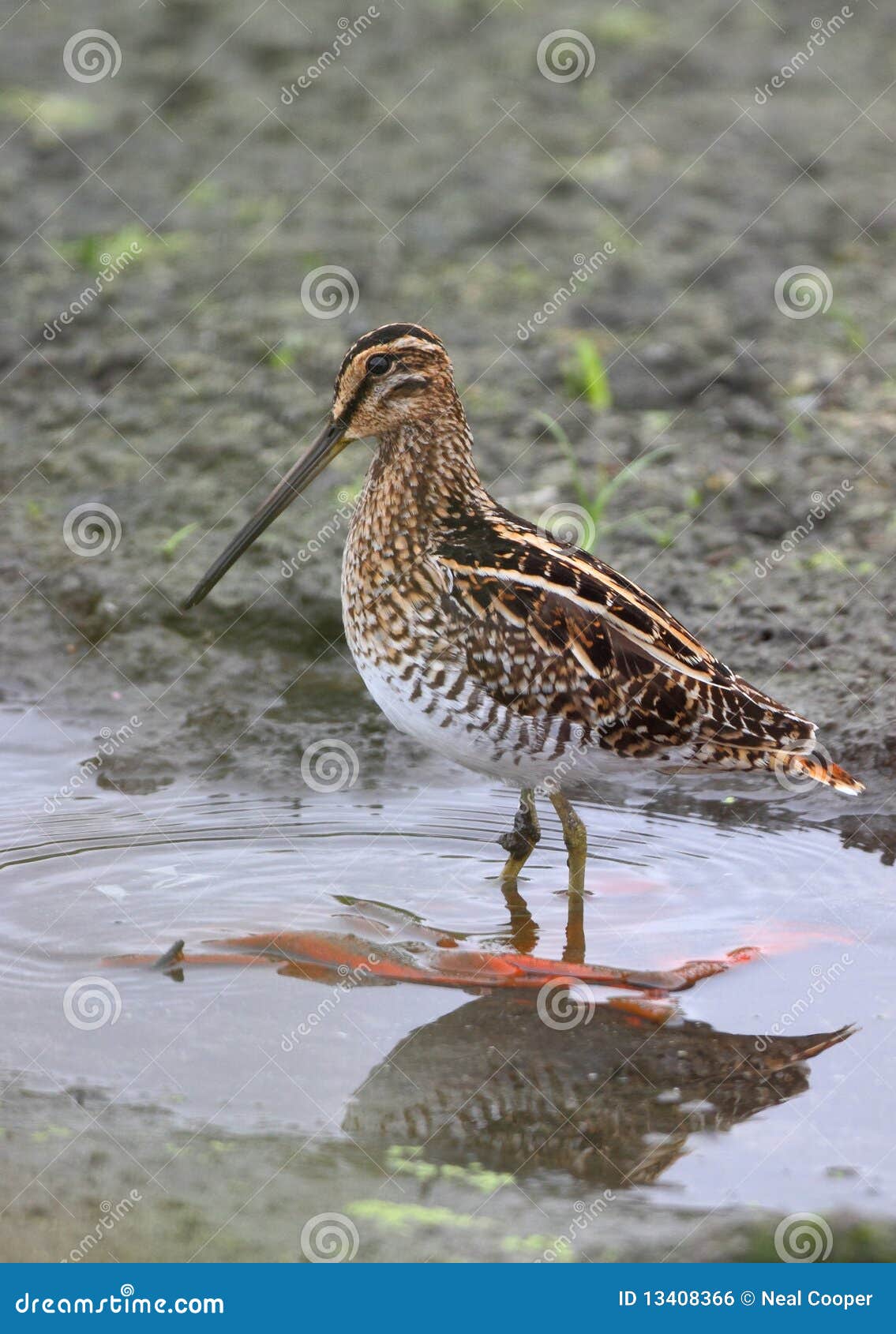 African Snipe stock photo. Image of town, snipe, swamps - 13408366