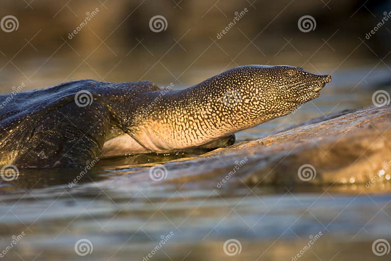 African soft shell turtle stock photo. Image of shell - 10232074