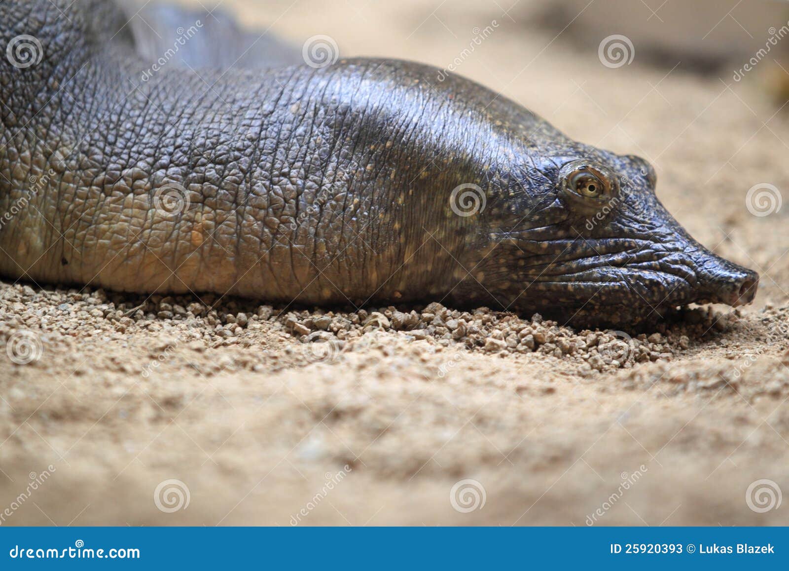 African softshell turtle stock image. Image of nile, detail - 25920393