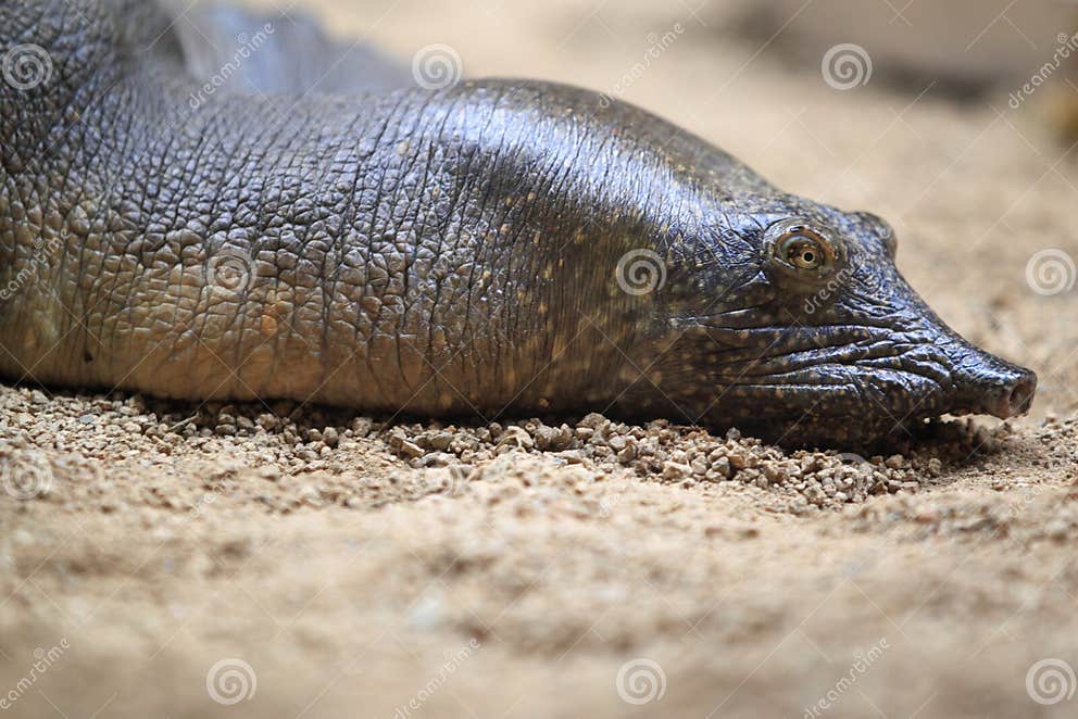 African softshell turtle stock image. Image of nile, detail - 25920393