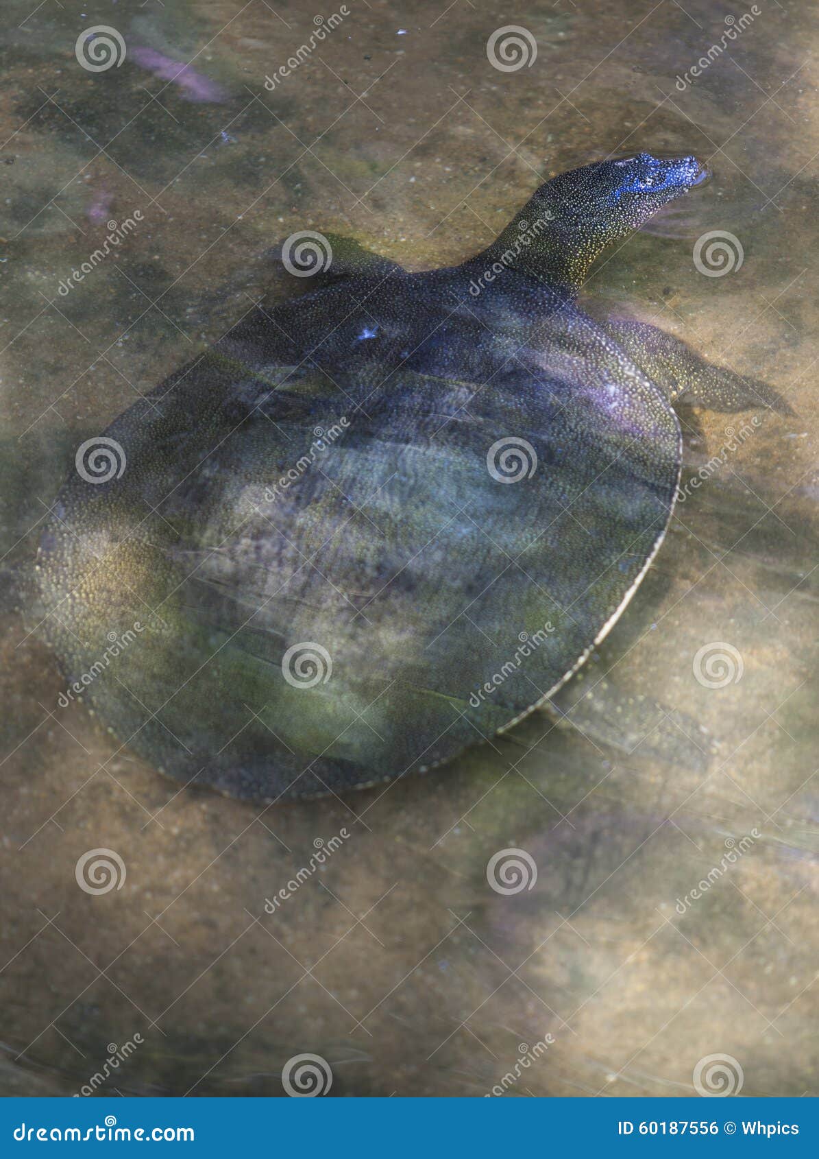 African Softshell Turtle stock photo. Image of stream - 60187556