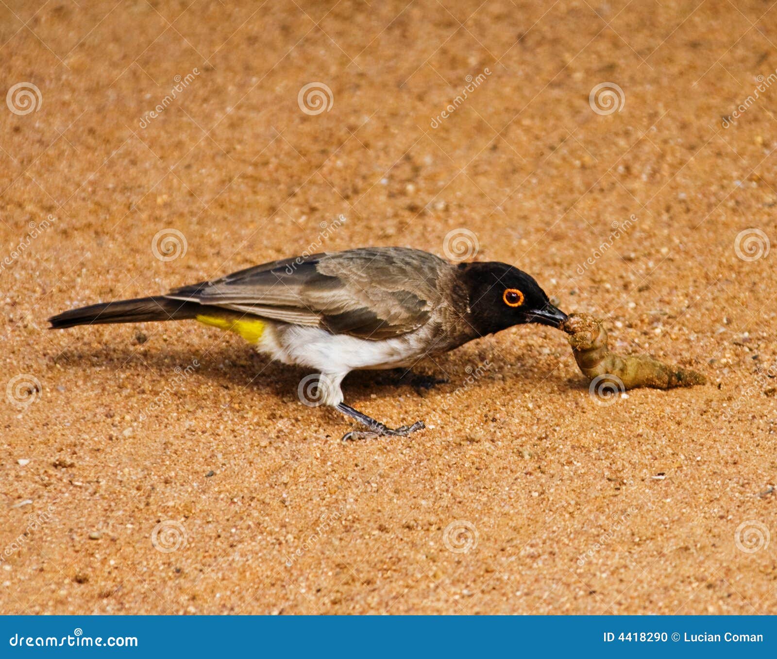 Mopane Worm (Gonimbrasia Belina), A Delicacy In Southern Africa Stock ...