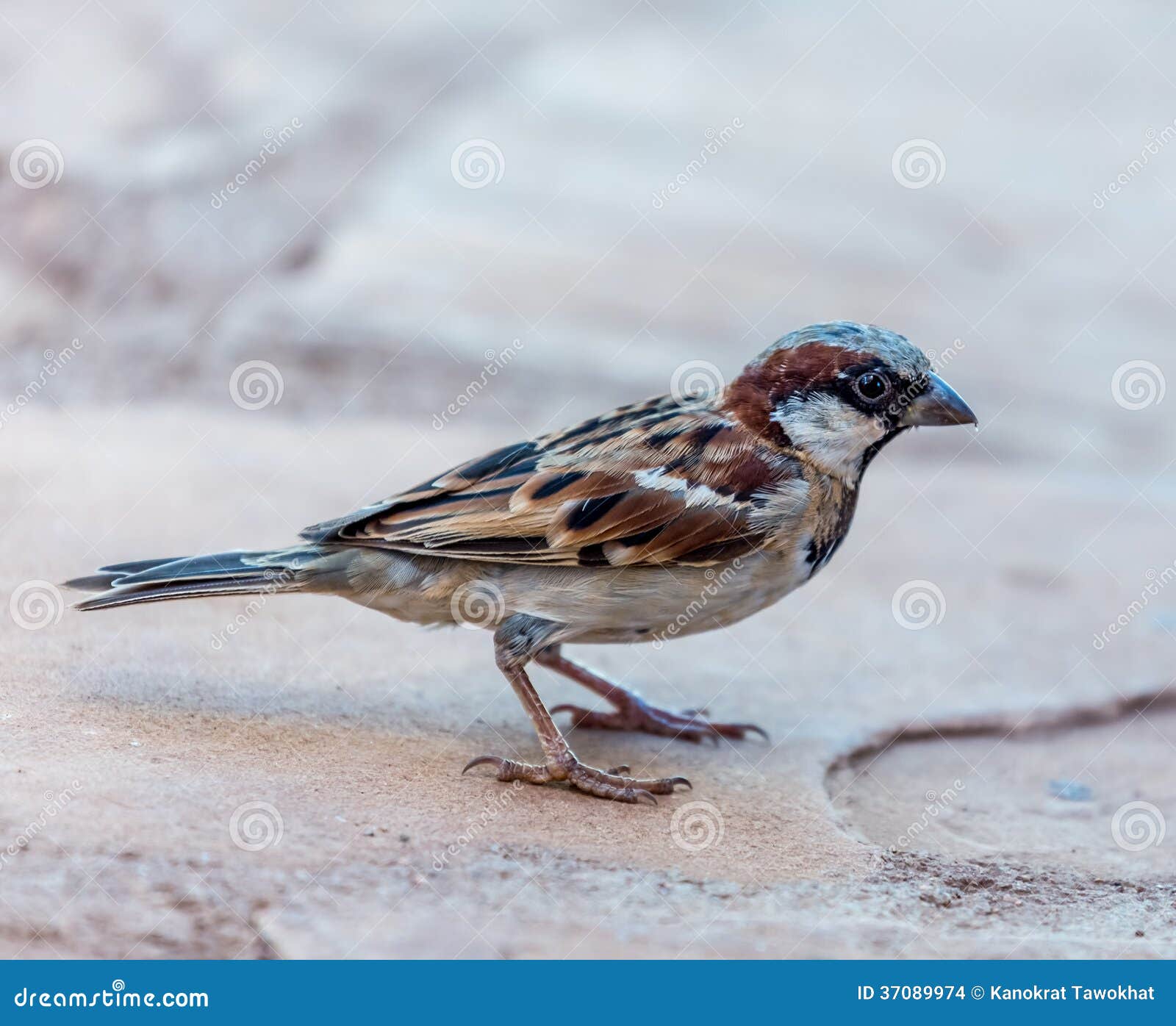 African sparrow stock photo. Image of gorge, nature, sitting - 37089974