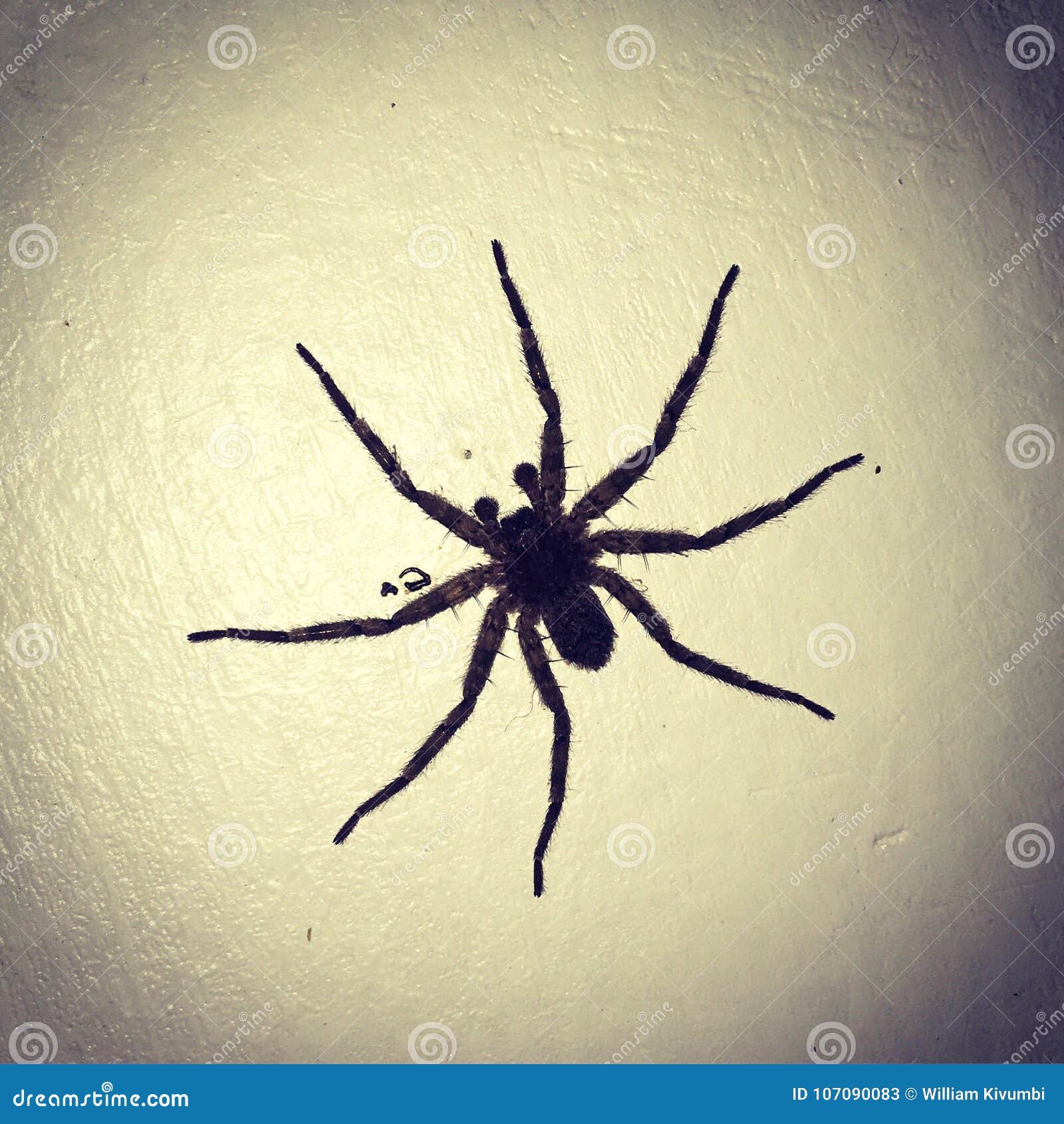African spider stock image. Image of spider, prey, african - 107090083