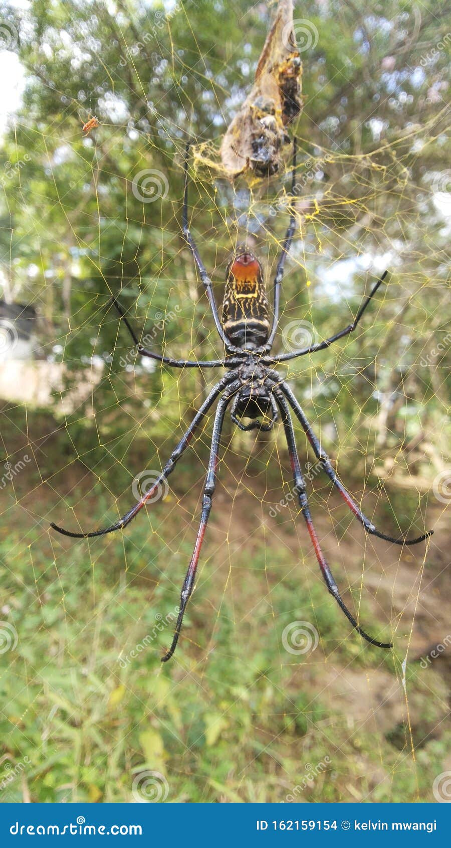 African spiders stock photo. Image of spiders, danger - 162159154