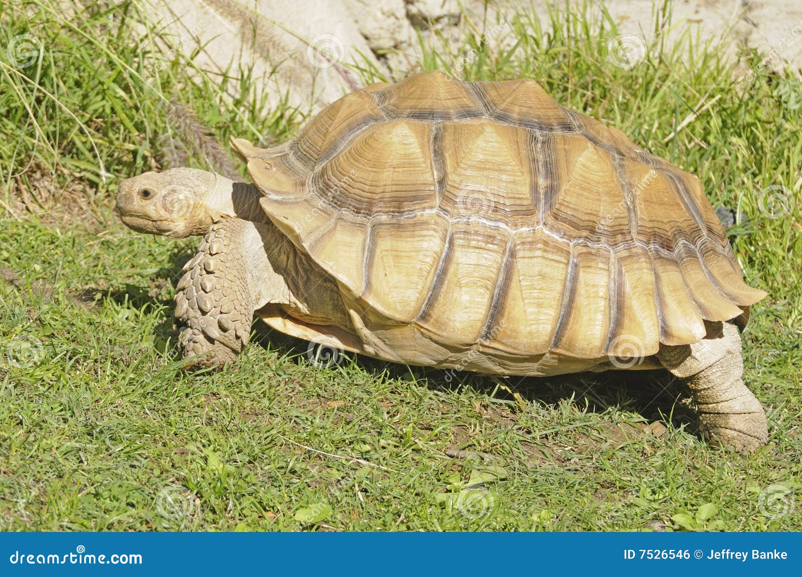 African spiney tortoise stock photo. Image of reptilia - 7526546
