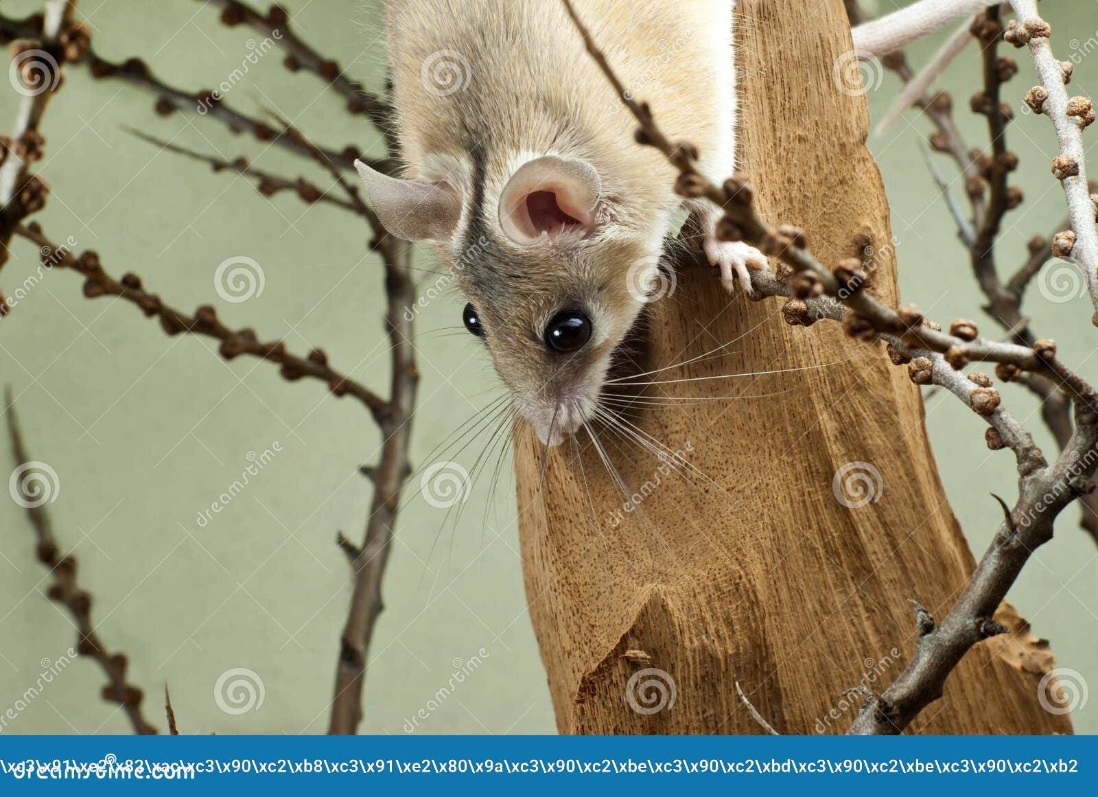 African Spiny Mouse Peeks Out from Behind the Top of the Frame Stock ...