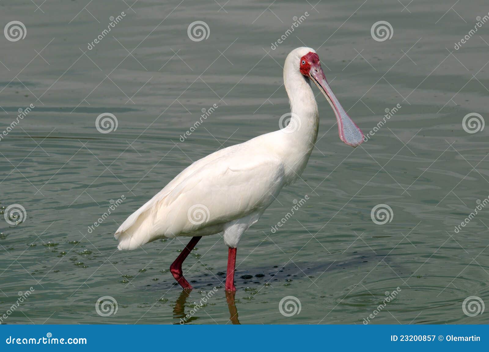 African spoonbill stock image. Image of beak, facing - 23200857