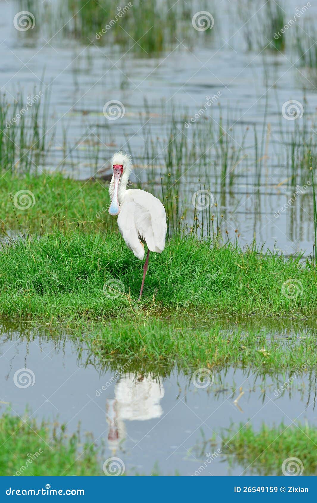 African Spoonbill stock image. Image of face, african - 26549159